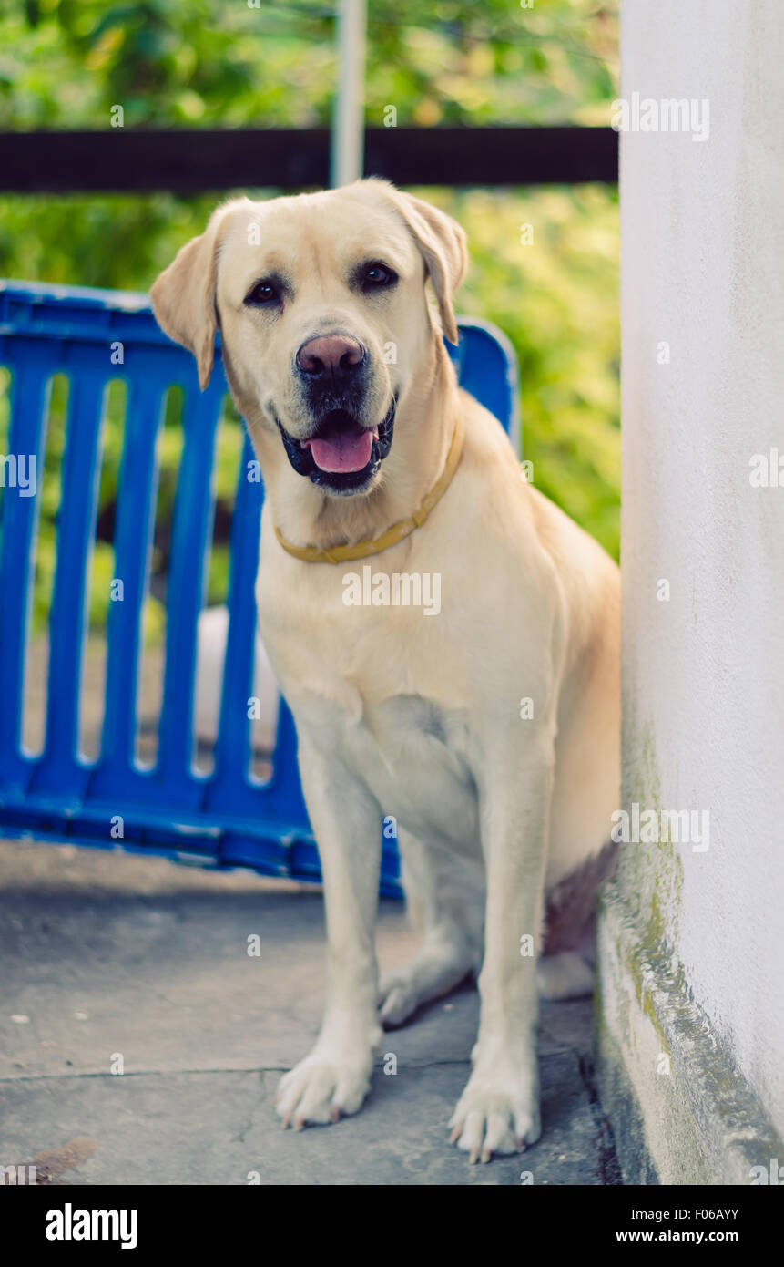Yellow labrador dog pink nose hi-res stock photography and images - Alamy