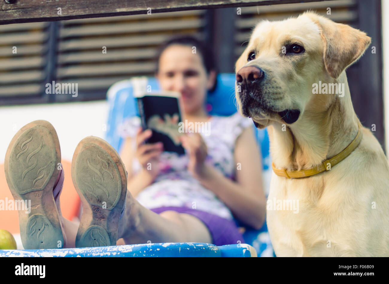 Labrador reading hi-res stock photography and images - Alamy