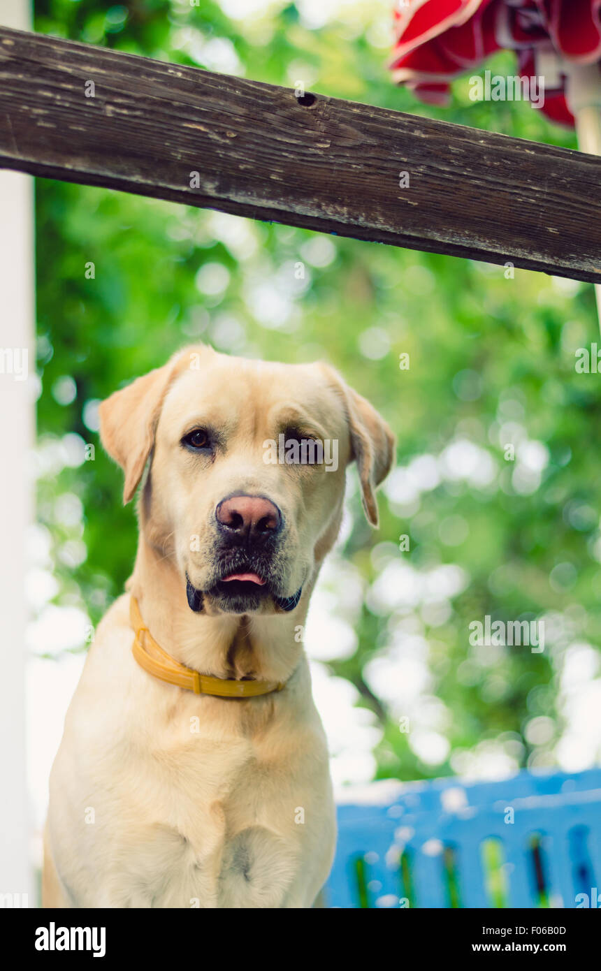 A Lab looking at you Stock Photo - Alamy