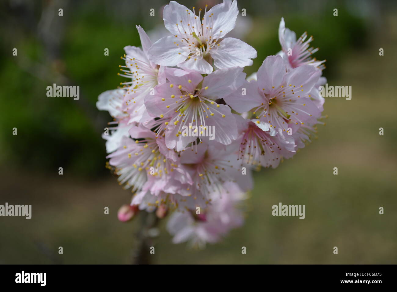 Sakura Cherry Flower in bloom with a insect Stock Photo - Alamy