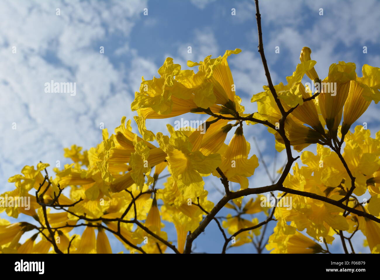 Yellow Flower in a blue sky Stock Photo - Alamy