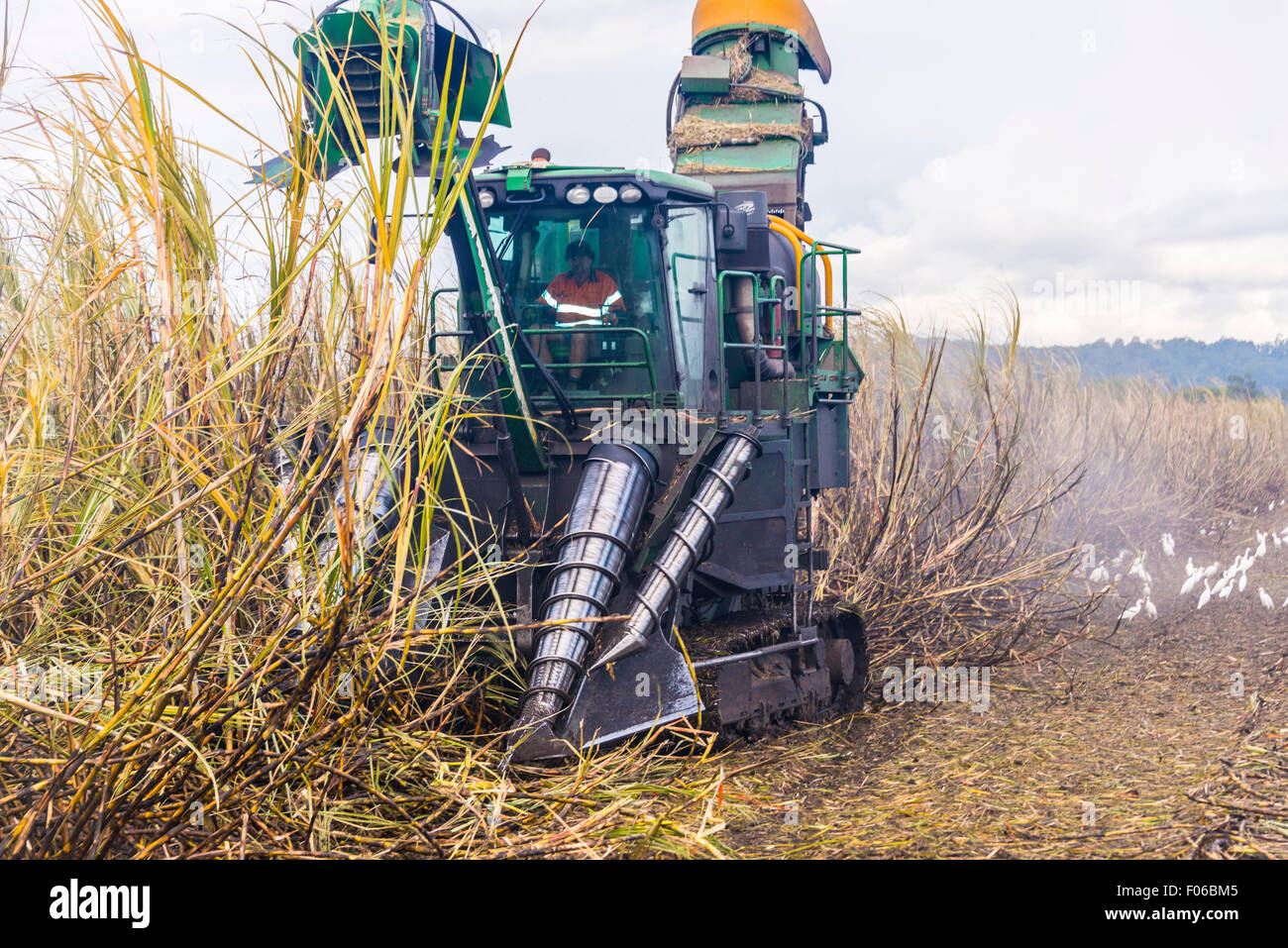 Sugar cane harvest Stock Photo - Alamy