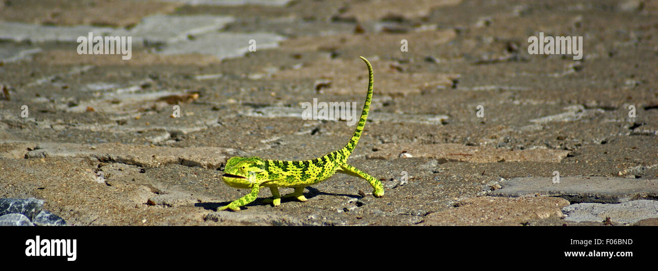 Chameleon Walking in Etosha Stock Photo - Alamy