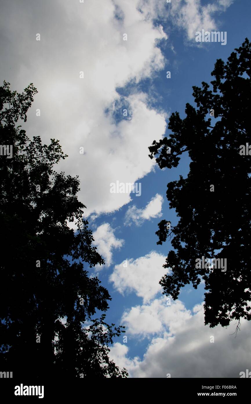 Trees and Sky Stock Photo - Alamy