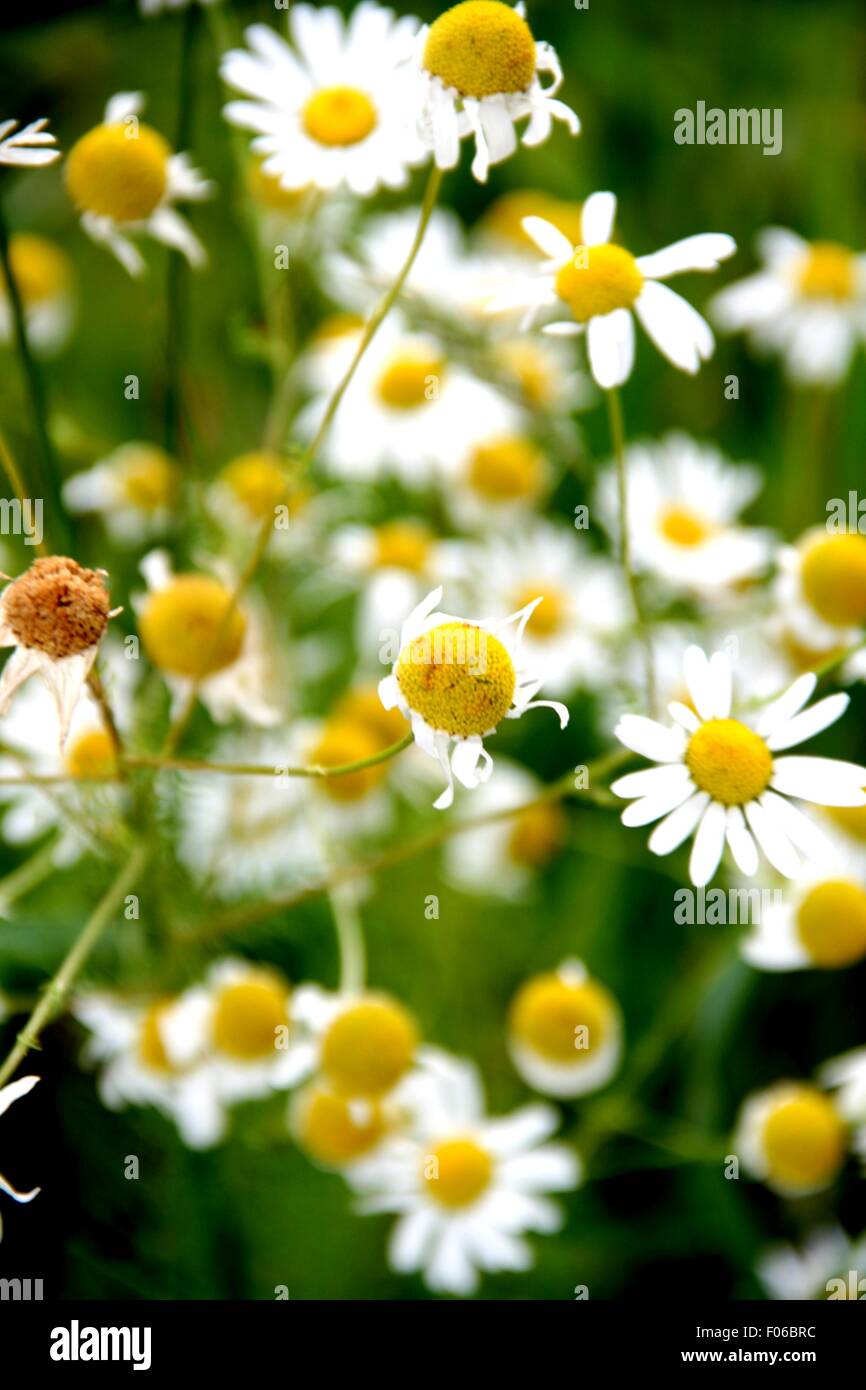 Daisy the dog hi-res stock photography and images - Alamy