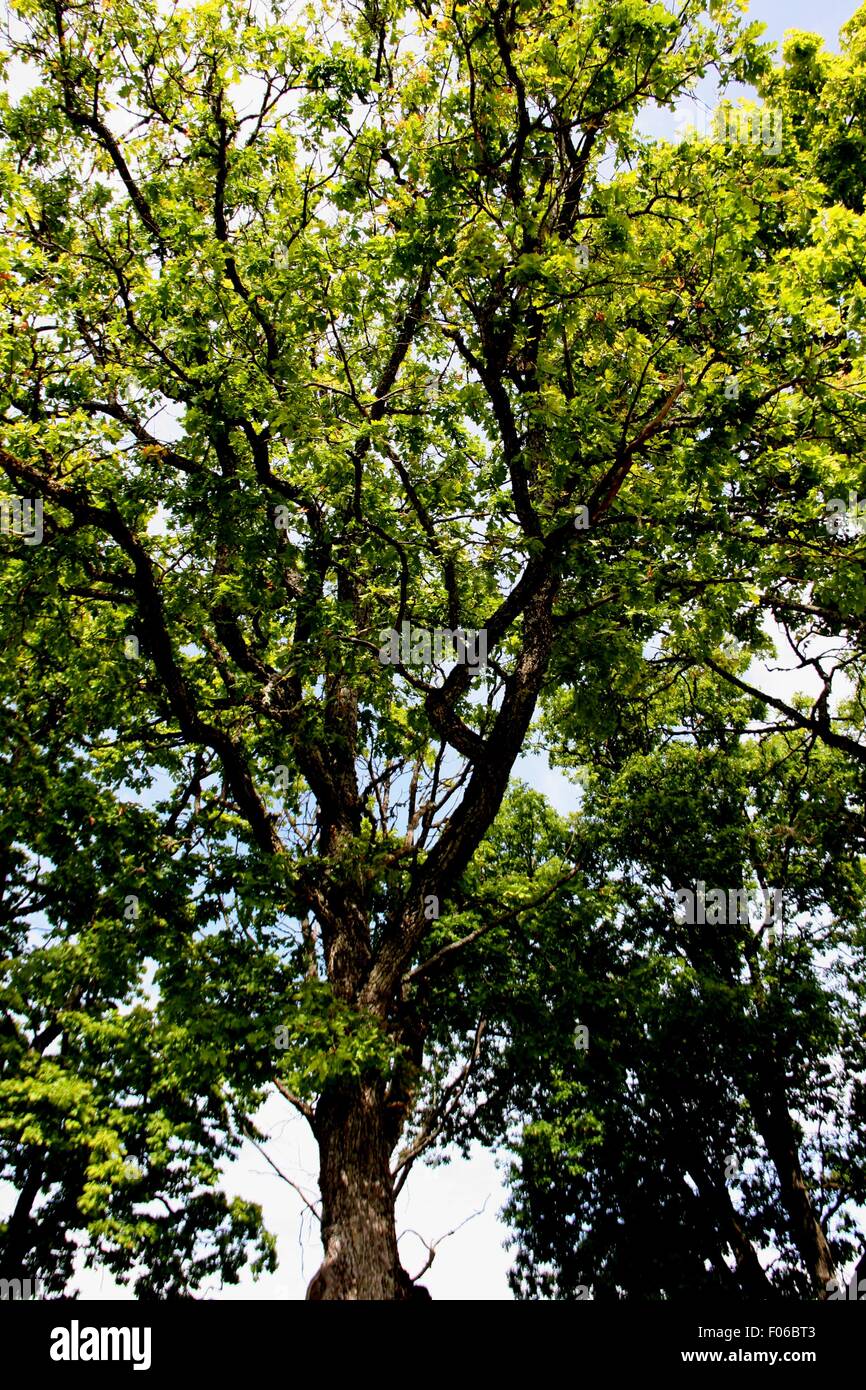 Beautiful huge oak tree hi-res stock photography and images - Alamy