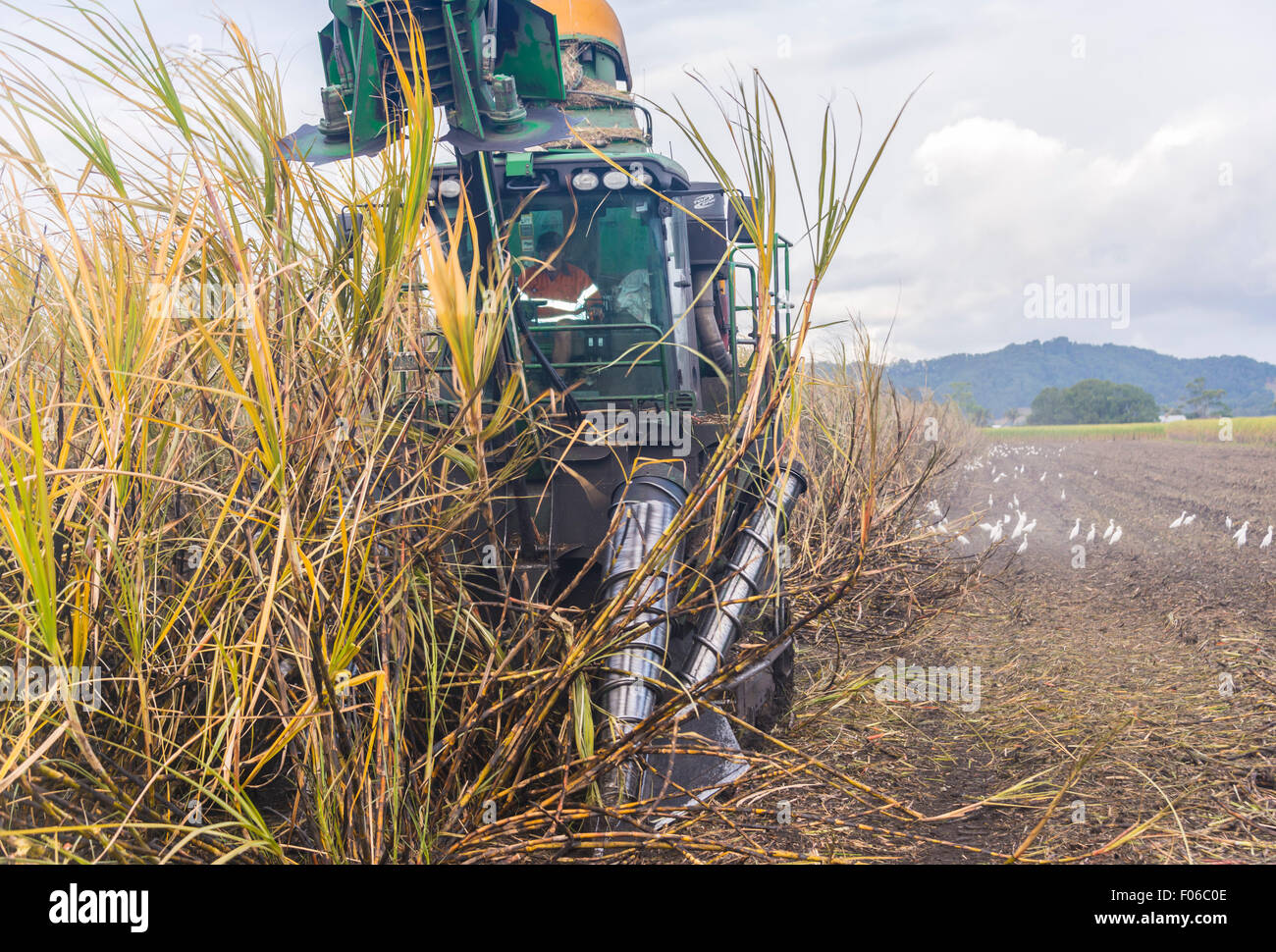 Sugar cane harvest Stock Photo - Alamy