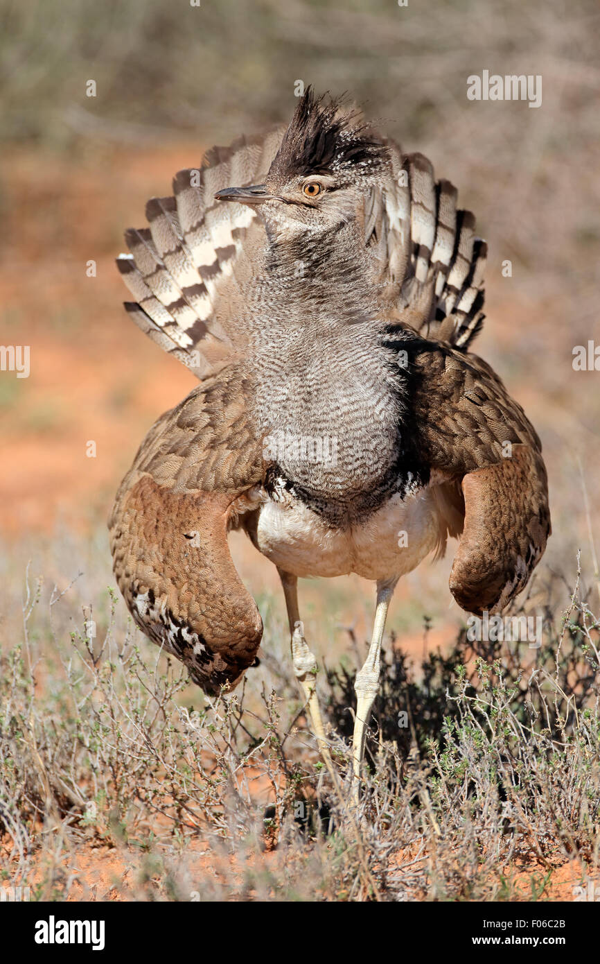 Kori bustard (Ardeotis kori) displaying, Kalahari desert, South Africa ...