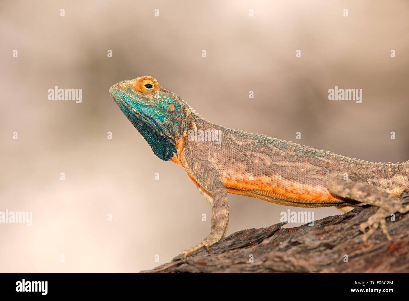 Male ground agama (Agama aculeata) in bright breeding colors, Kalahari ...