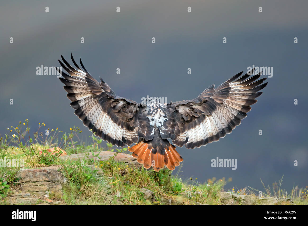 A jackal buzzard (Buteo rufofuscus) landing with open wings, South ...