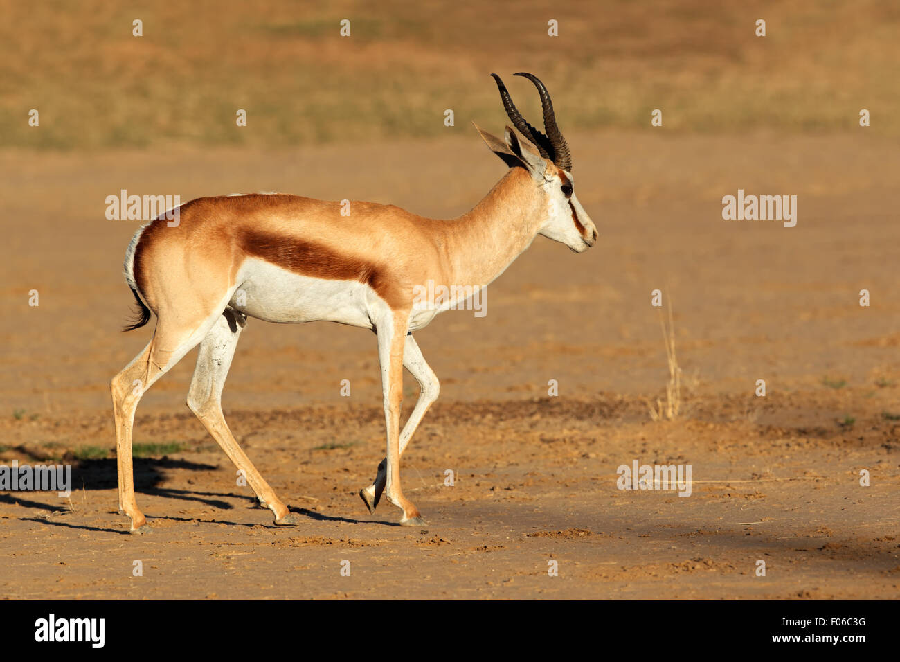 A male springbok antelope (Antidorcas marsupialis), Kalahari desert ...