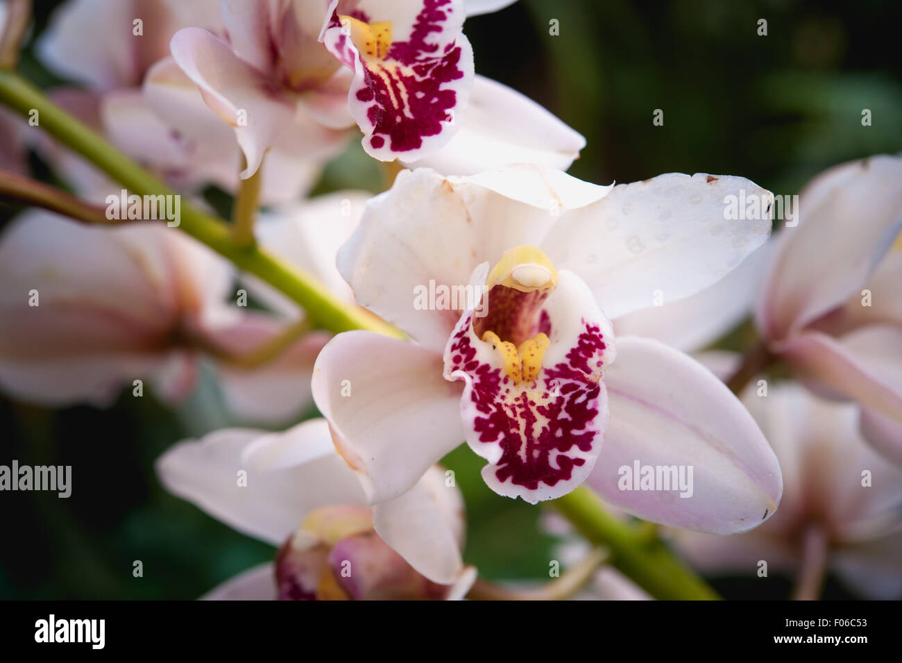 Cymbidium insigne orchid in Thailand Stock Photo - Alamy