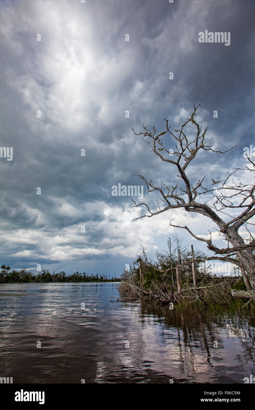 Scraggly old tree hi-res stock photography and images - Alamy