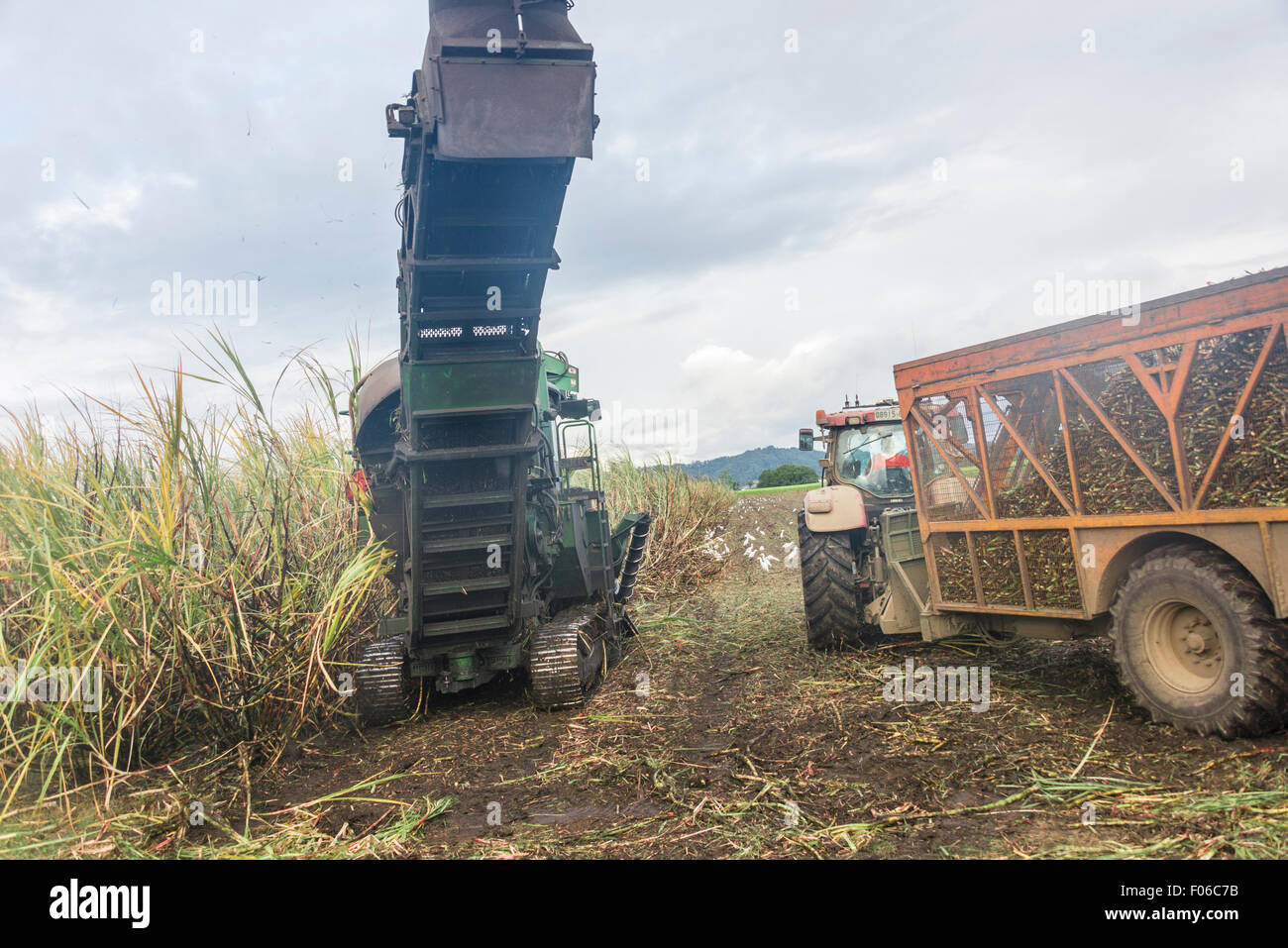 Sugar cane harvest Stock Photo - Alamy