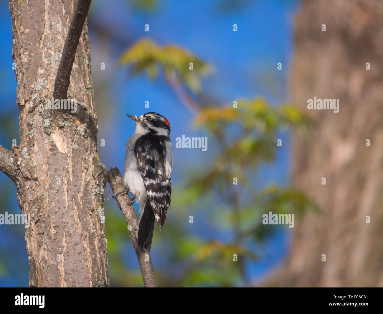 Woodpec hi-res stock photography and images - Alamy