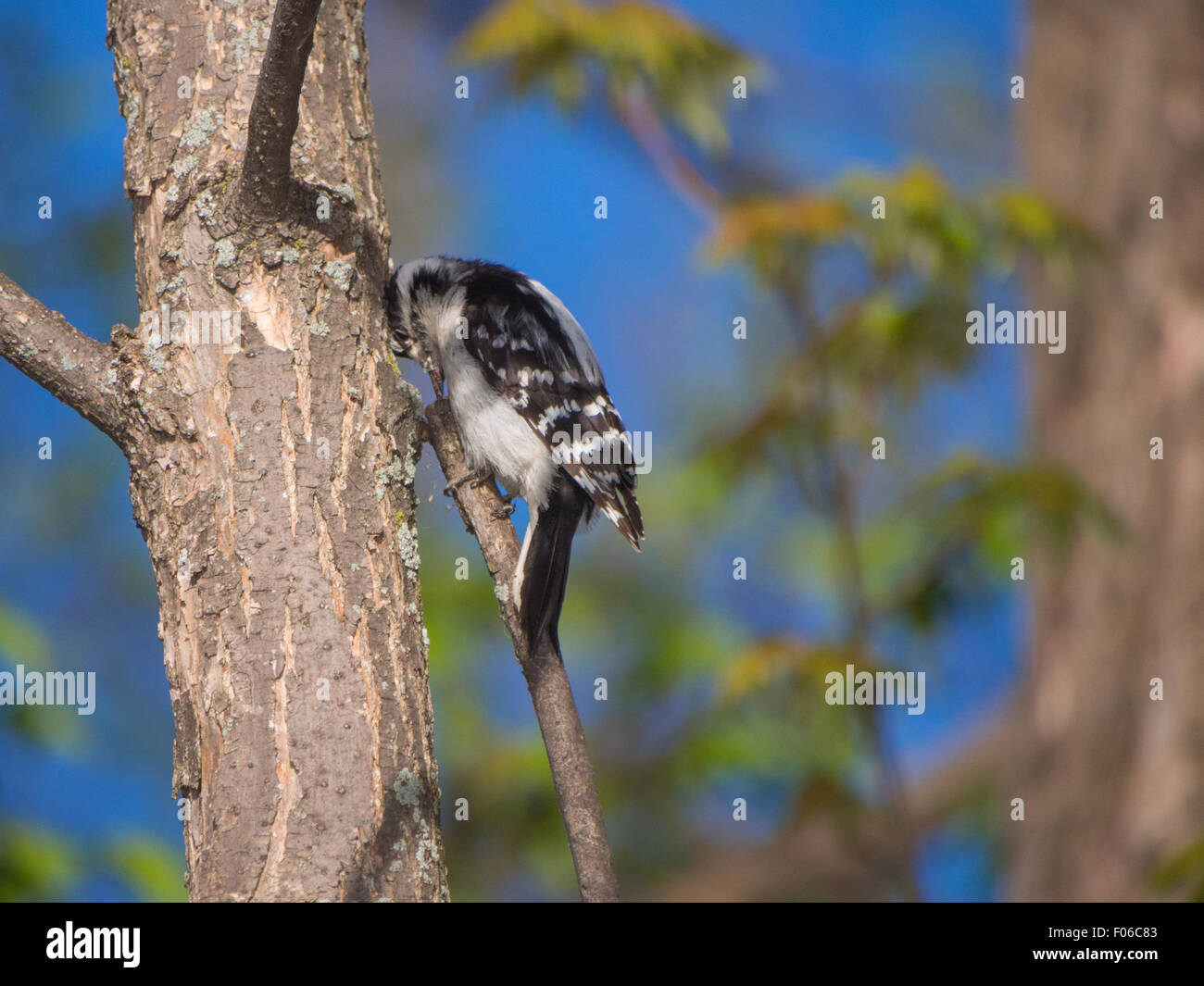 Woodpec hi-res stock photography and images - Alamy