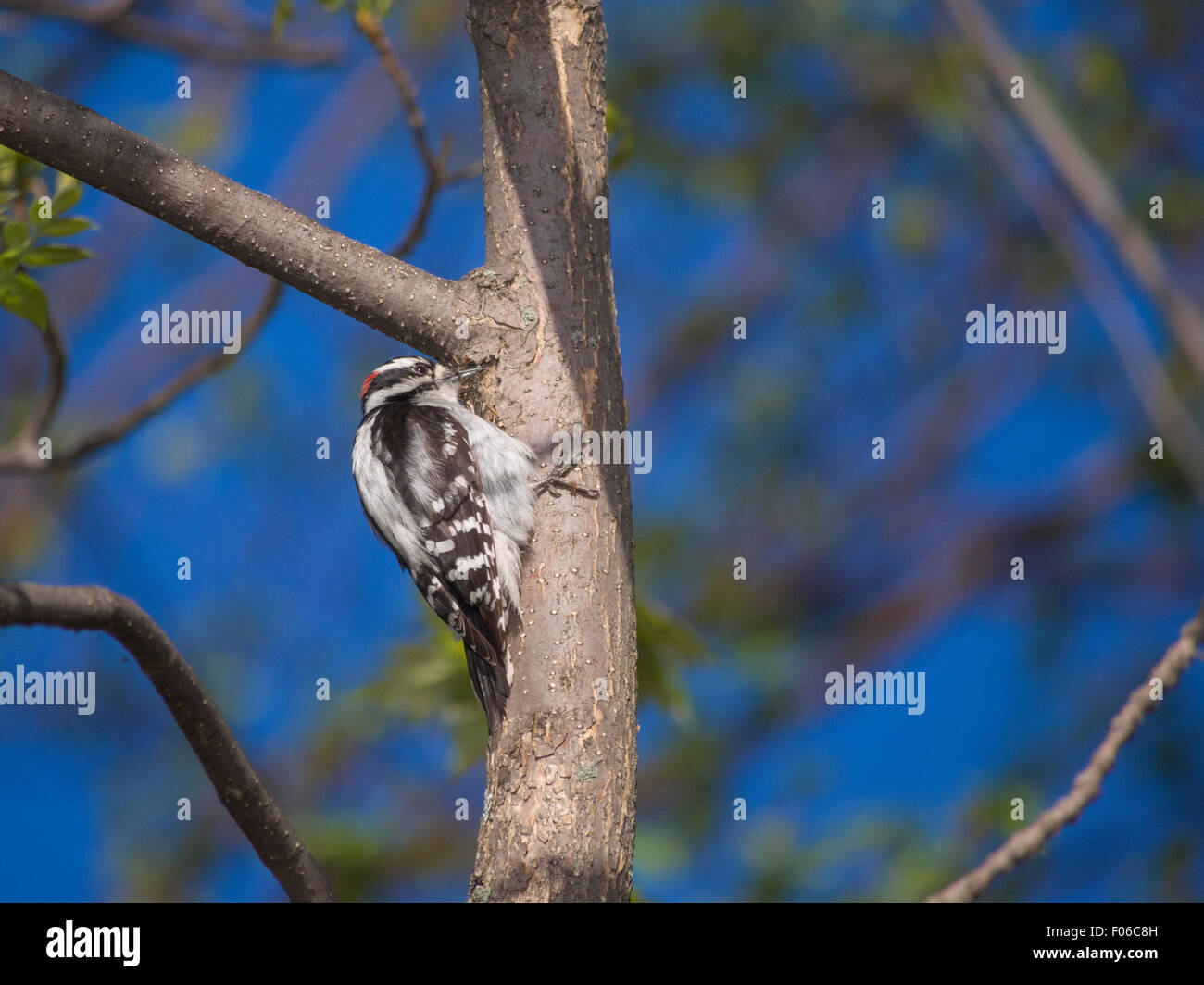 Woodpec hi-res stock photography and images - Alamy