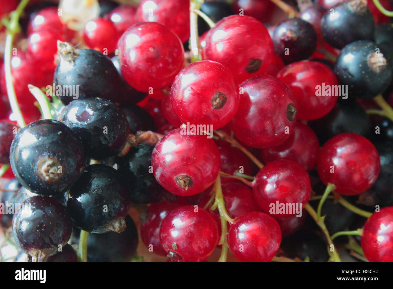 closeup currant is a different color Stock Photo - Alamy