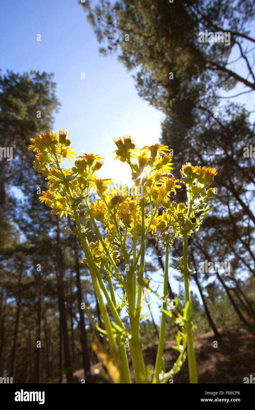 Formbys hi-res stock photography and images - Alamy