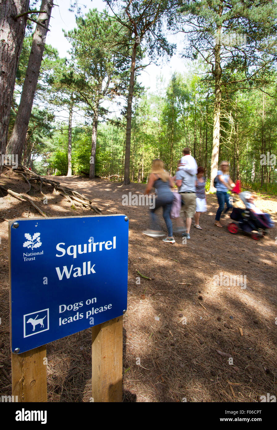 Formby Squirrel Walk Reserve near Liverpool, UK. 8th August 2015 ...