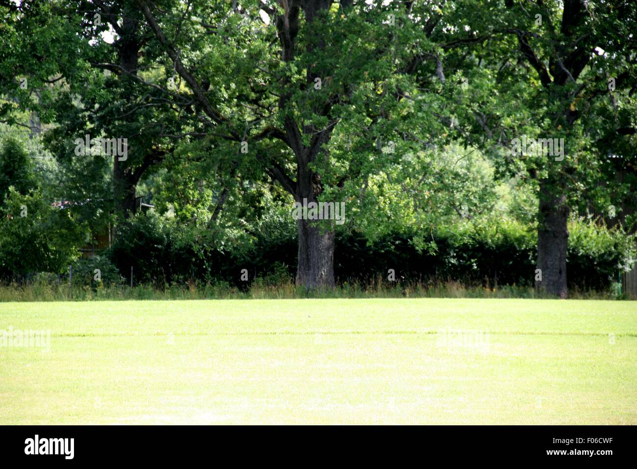 Light and dark green trees hi-res stock photography and images - Alamy