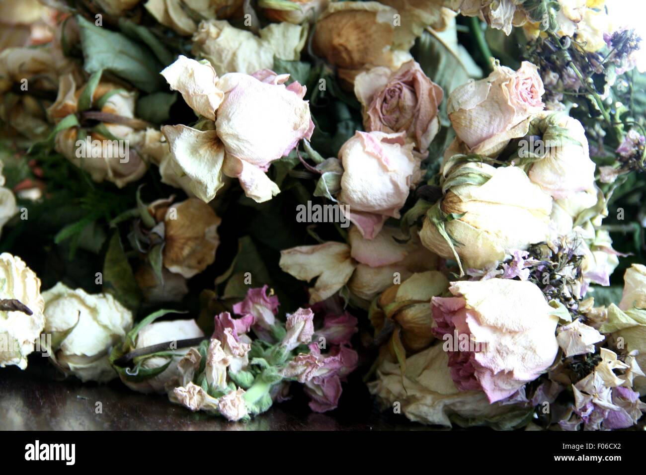Beautiful dried roses on hi-res stock photography and images - Alamy