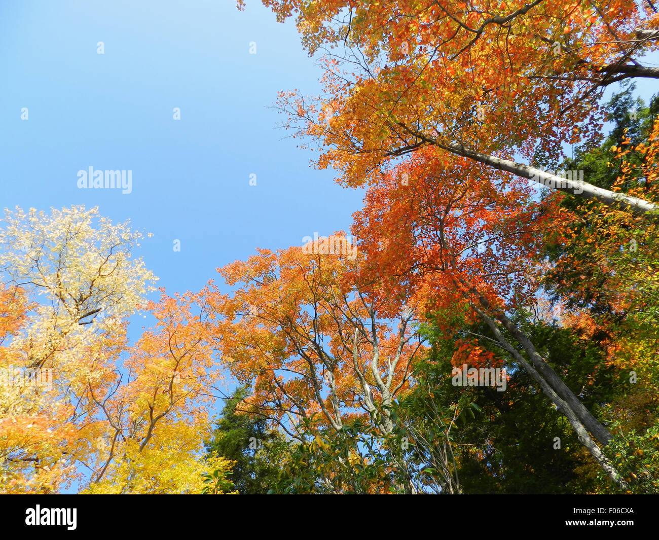 Colors of fall from the ground Stock Photo - Alamy