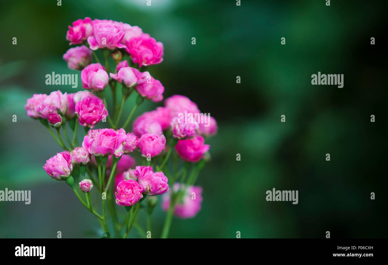 Rose hydrids hi-res stock photography and images - Alamy