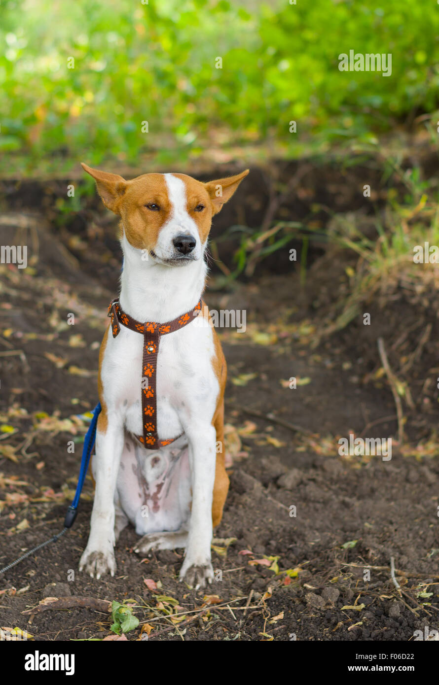 Gorgeous basenji feels comforted sitting on the dirty earth Stock Photo ...