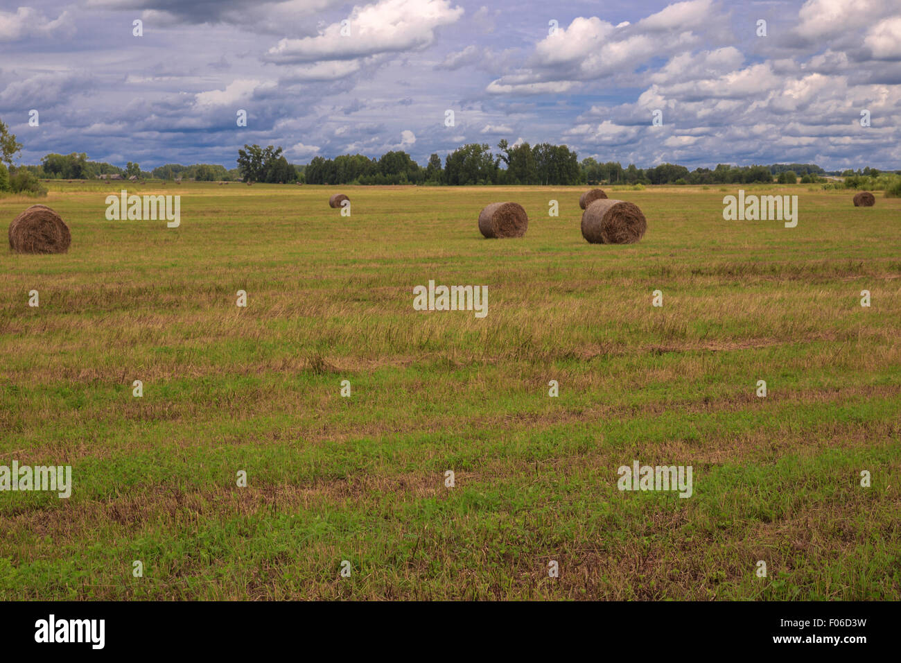 rolls of hay in a field Stock Photo - Alamy