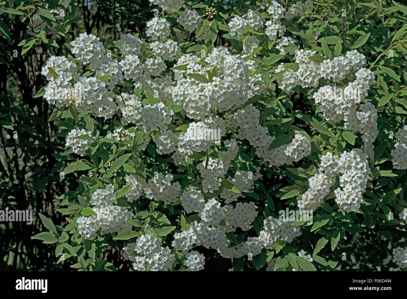Flowers of Spirea (Spiraea L Stock Photo - Alamy