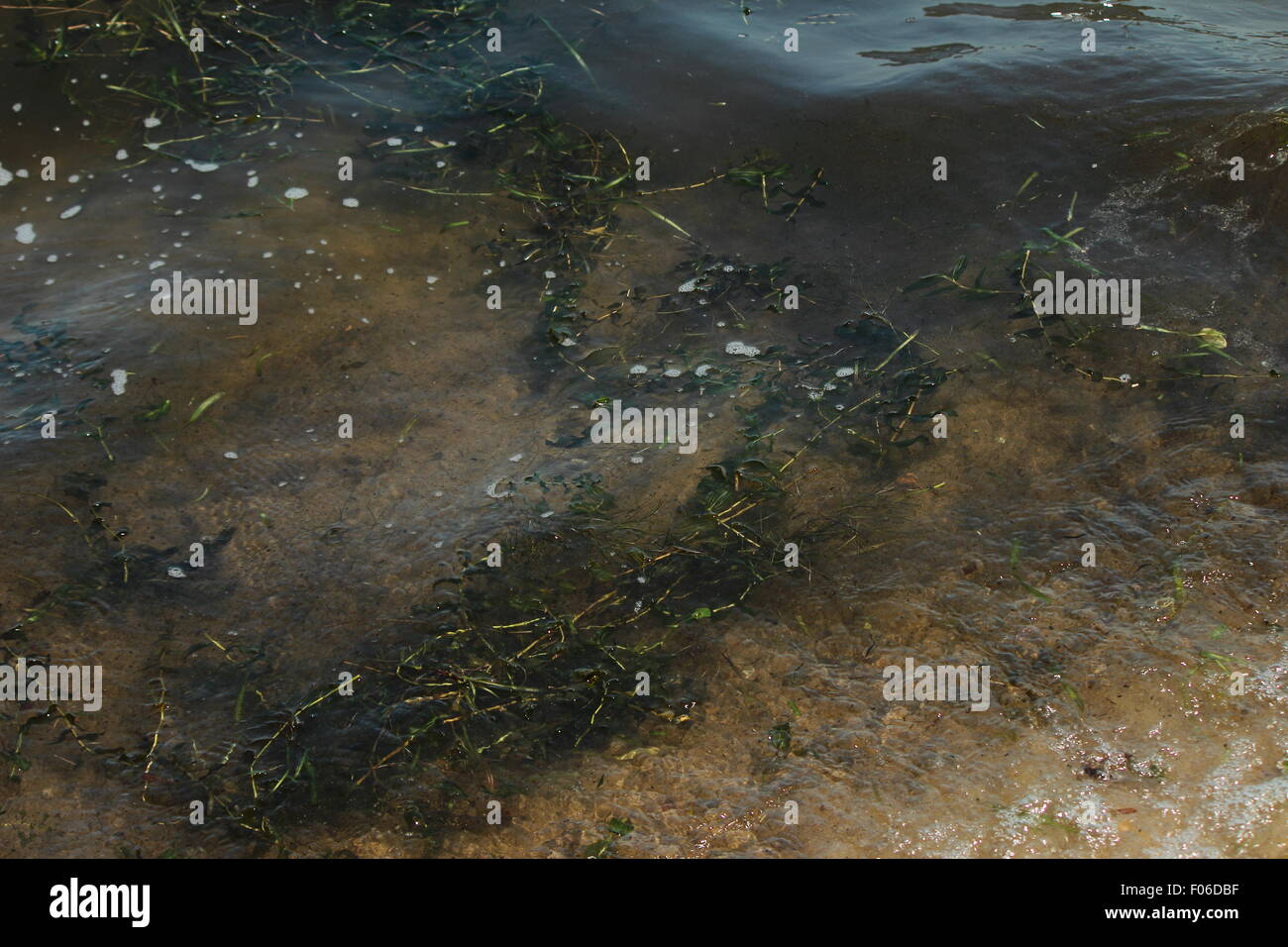 deep strata of the river visible green algae Stock Photo - Alamy