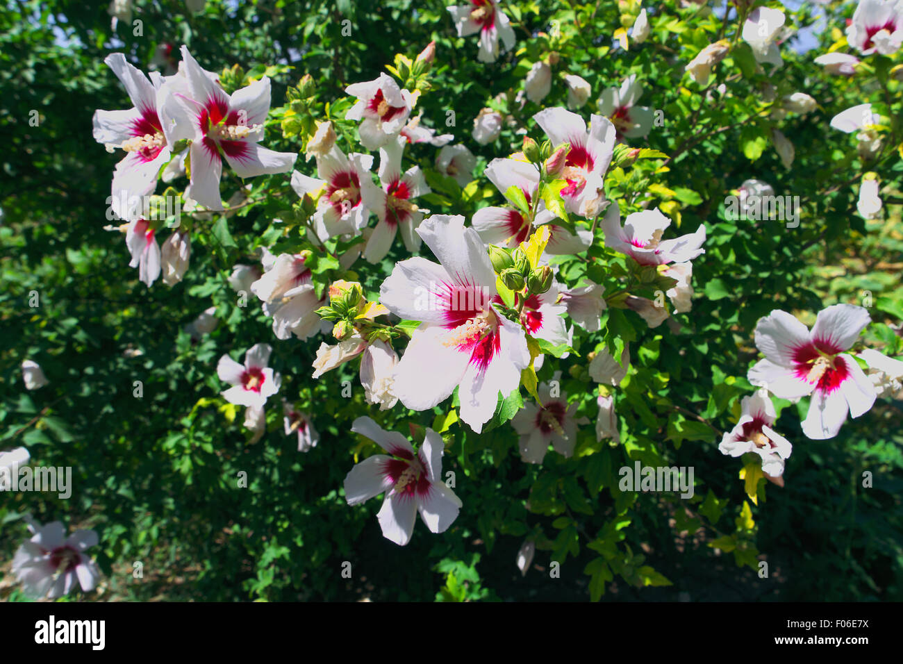 Big white flowers Stock Photo - Alamy