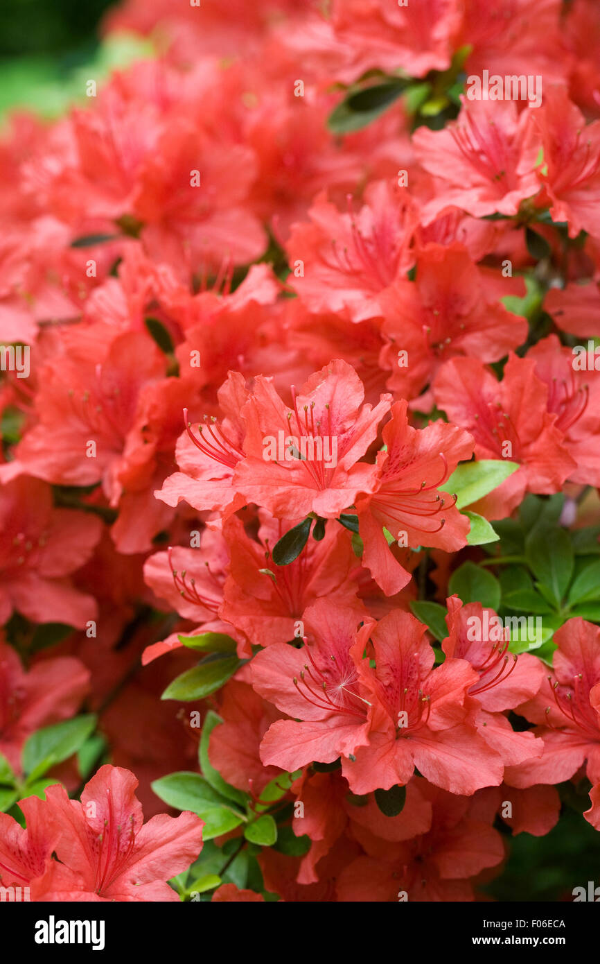 Rhododendron flowering garden shrubs hi-res stock photography and ...
