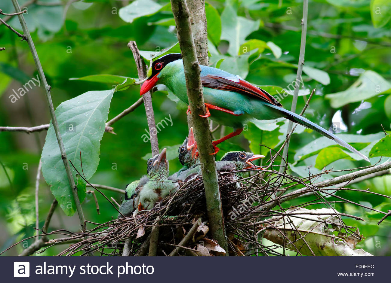Baby Magpie High Resolution Stock Photography and Images - Alamy
