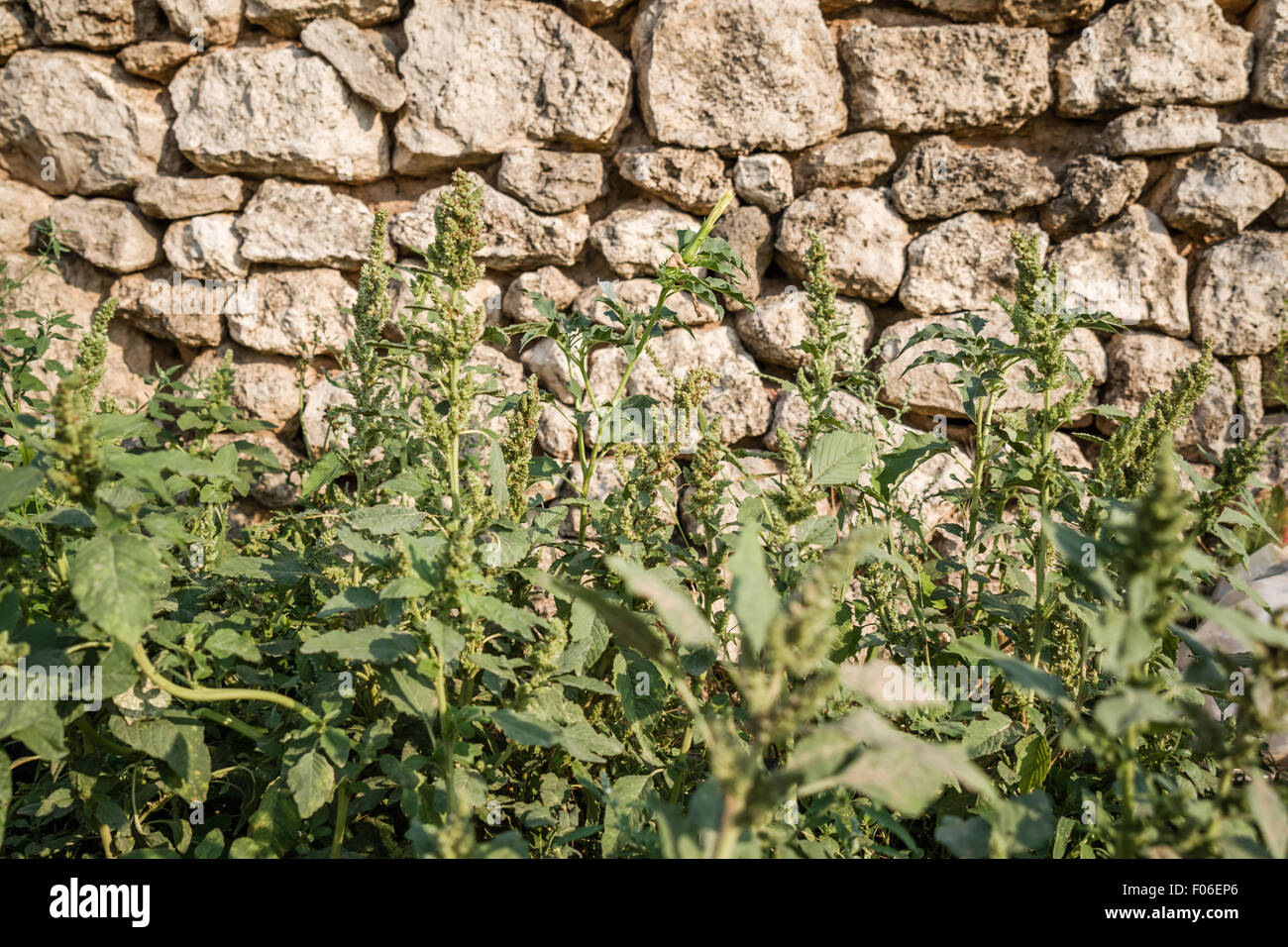 View of a natural stone wall built with clay mortar Stock Photo - Alamy