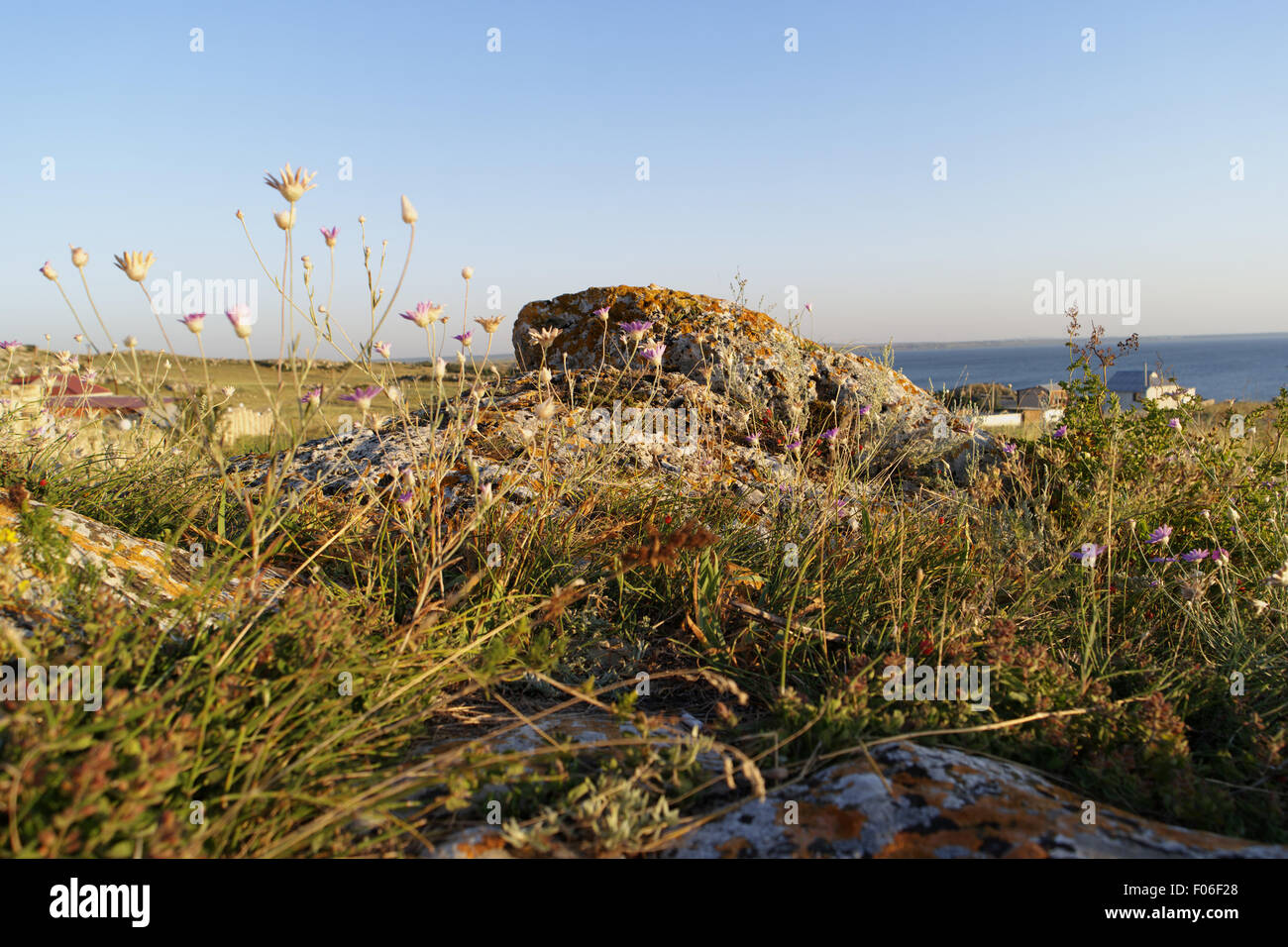 California desert grass hi-res stock photography and images - Alamy