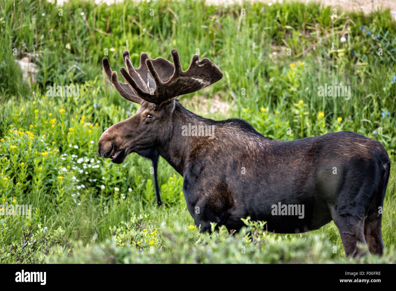 A bull moose feeds in a wildflower meadow at Cameron Pass in the ...