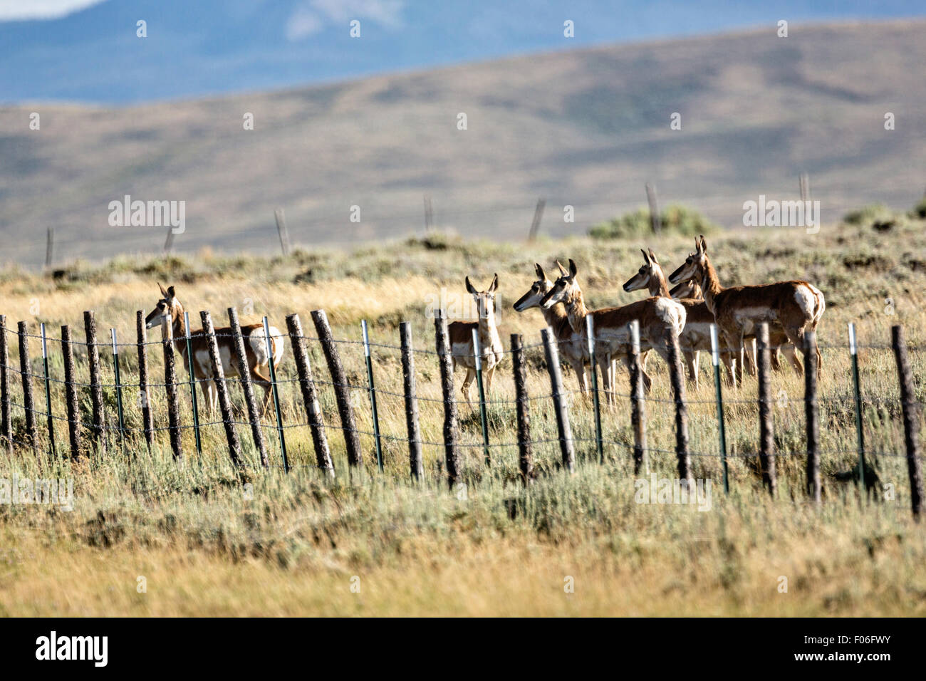 Pronghorn and barbed wire hi-res stock photography and images - Alamy