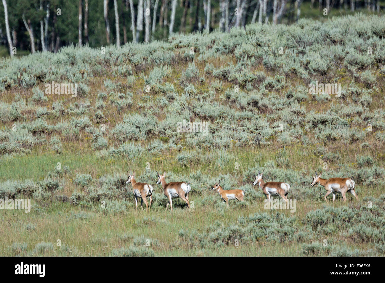 Pronghorn antelope in the high plains near Encampment, Wyoming Stock ...
