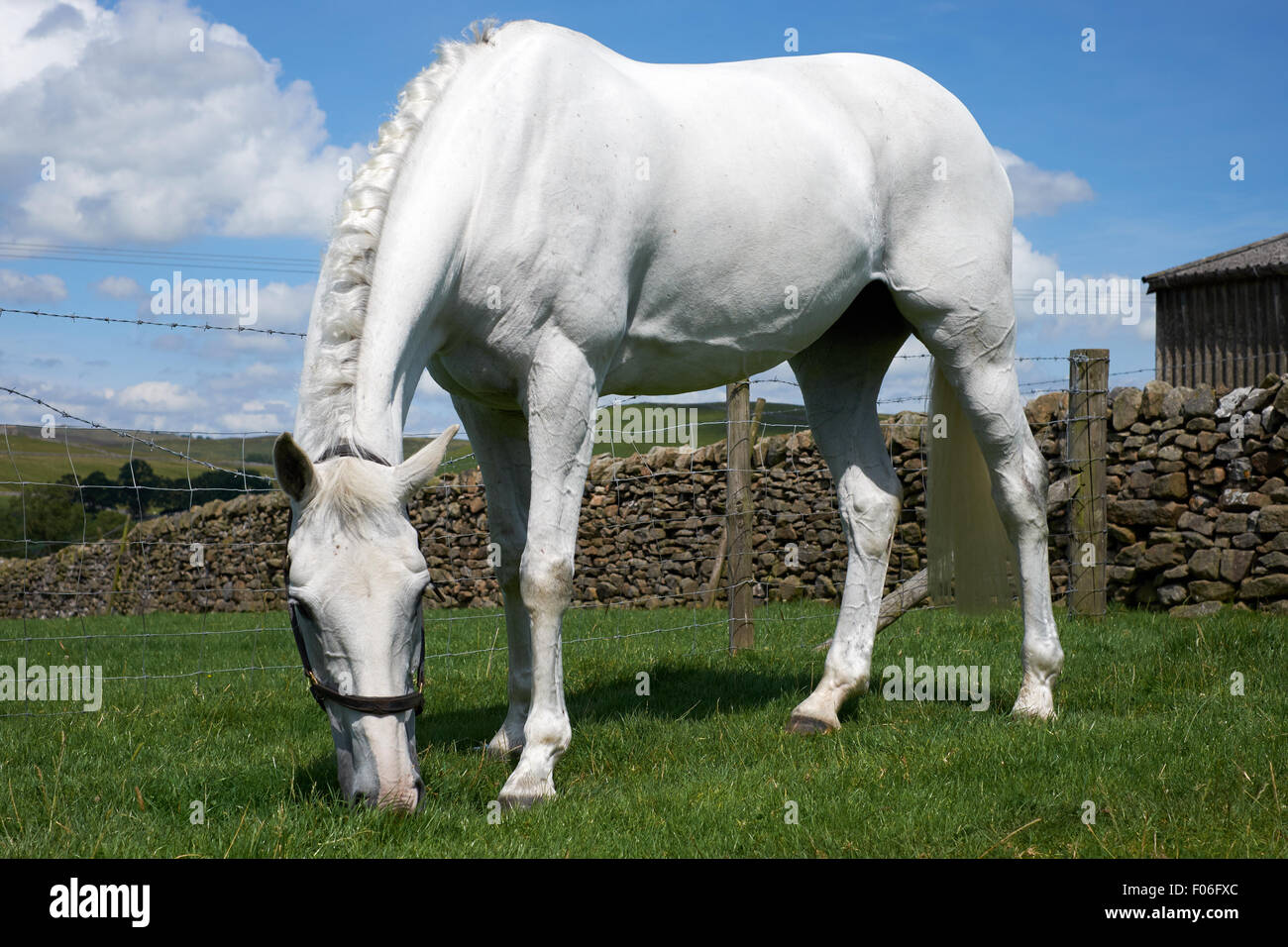 A white horse wearing a bridle in a field in Cracoe in the Yorkshire ...