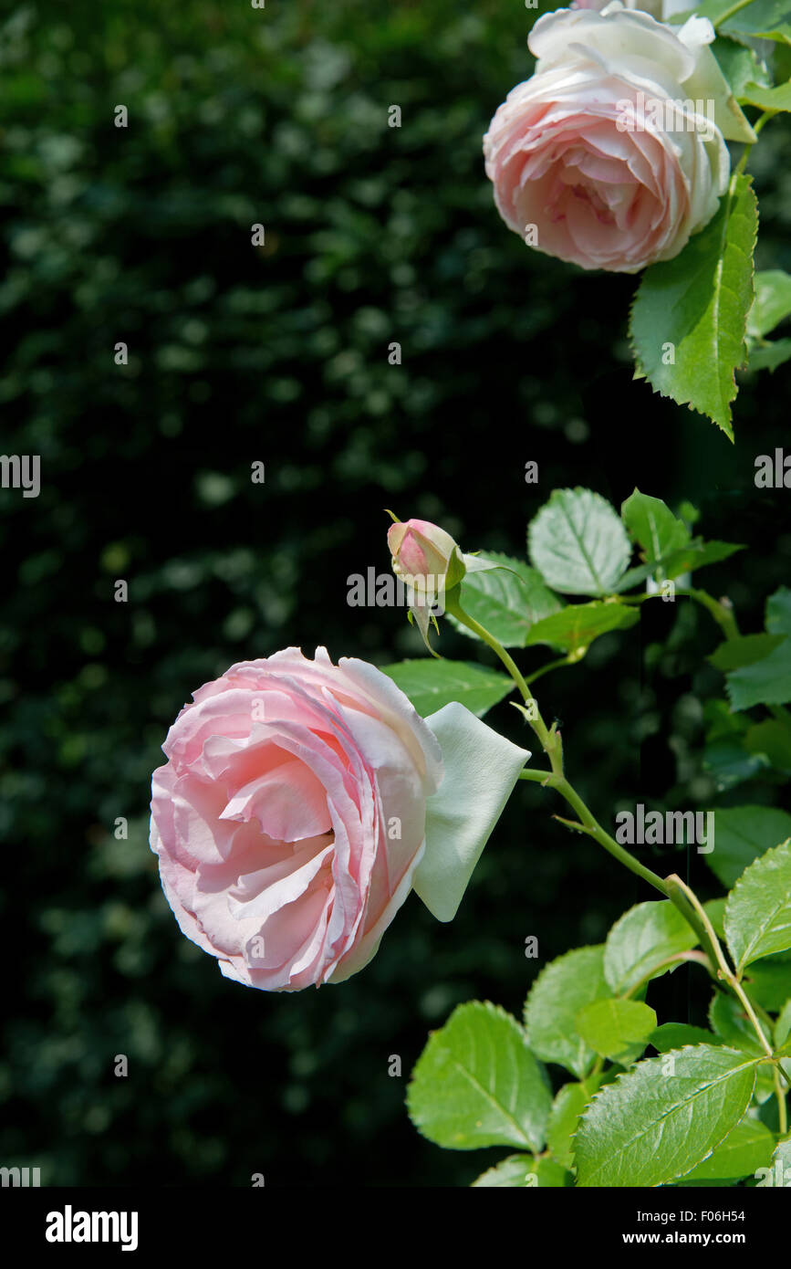 Rose Pierre de Ronsard Stock Photo - Alamy