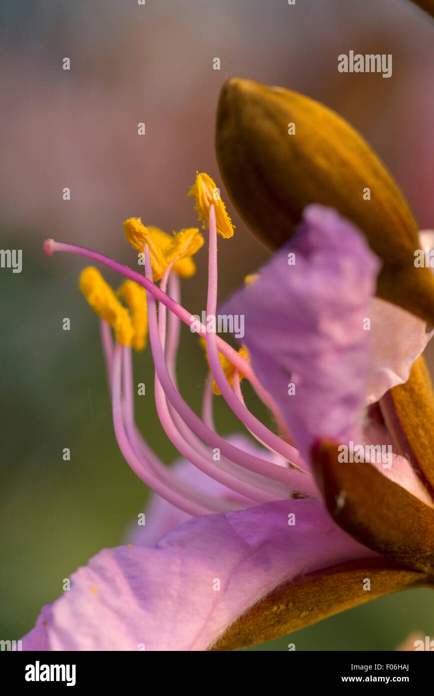 Rhodesian teak hi-res stock photography and images - Alamy