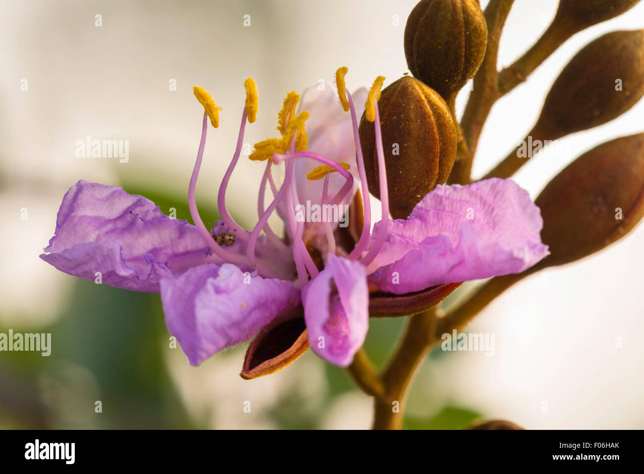 Teak tree zimbabwe hi-res stock photography and images - Alamy