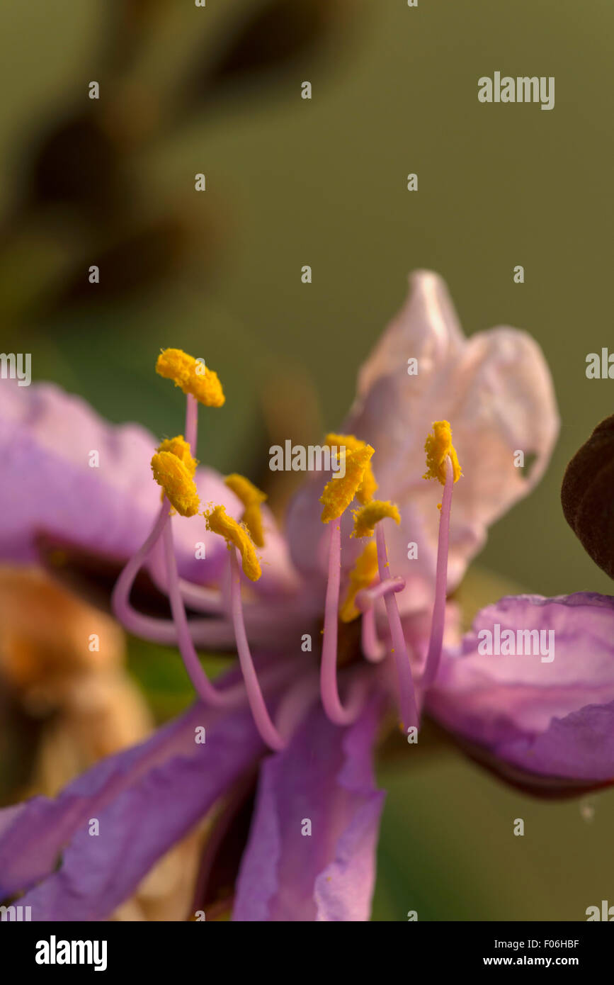 Teak tree zimbabwe hi-res stock photography and images - Alamy