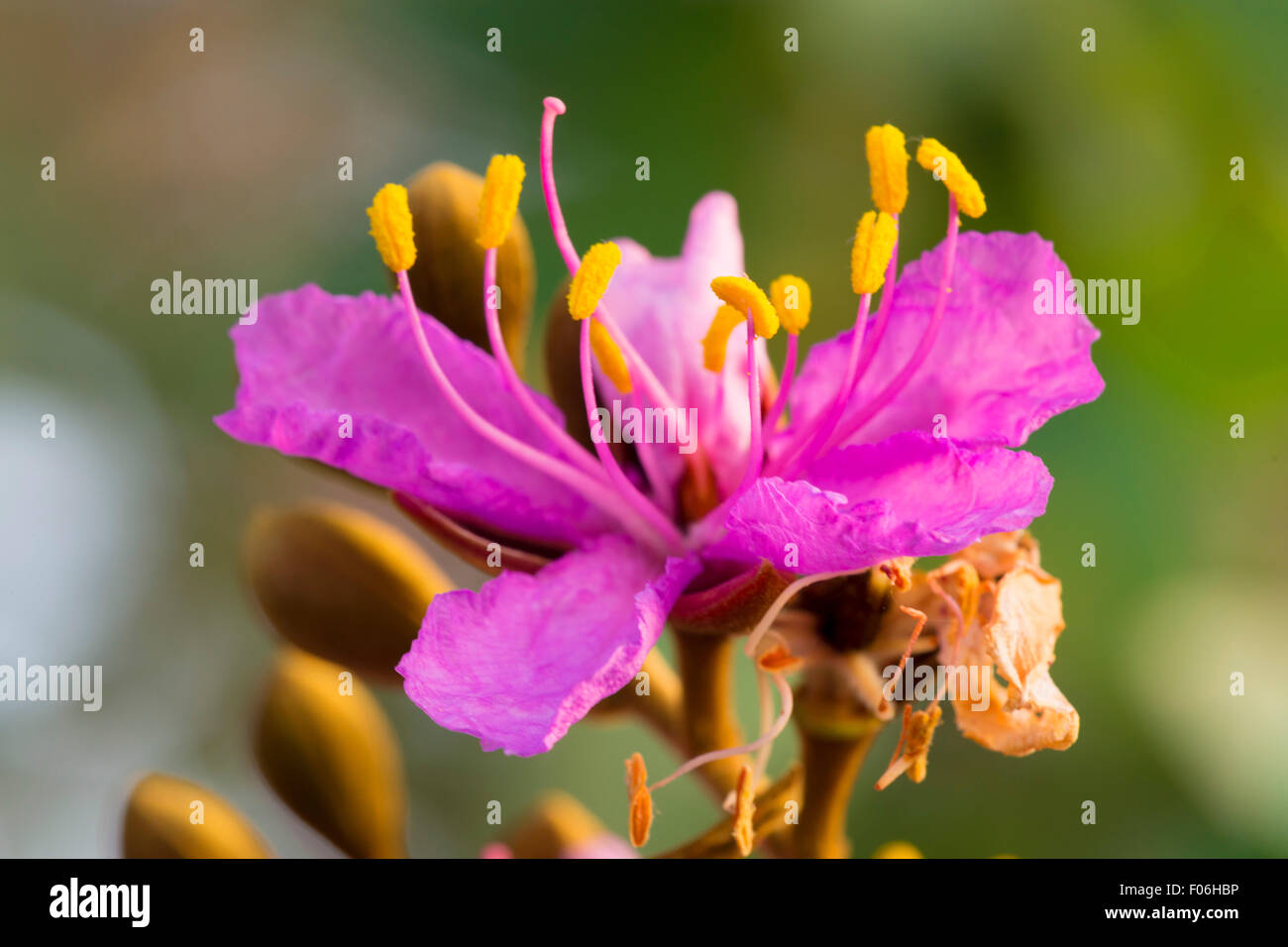 Mukusi hi-res stock photography and images - Alamy