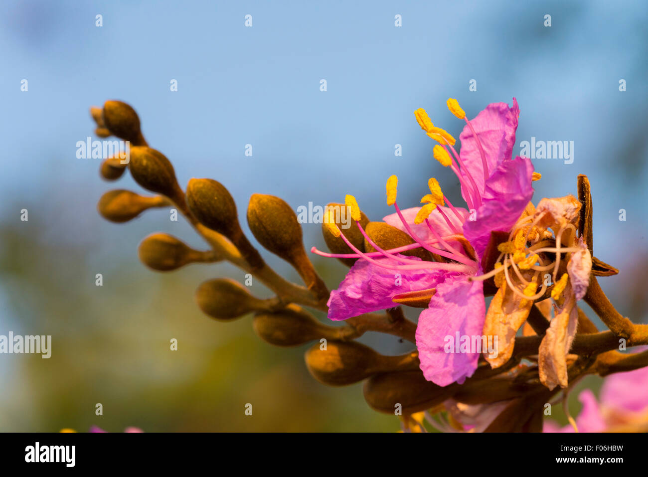 Rhodesian teak hi-res stock photography and images - Alamy