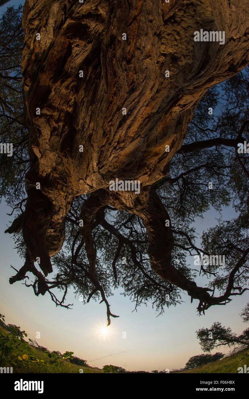 Kameeldoring afrikaans hi-res stock photography and images - Alamy