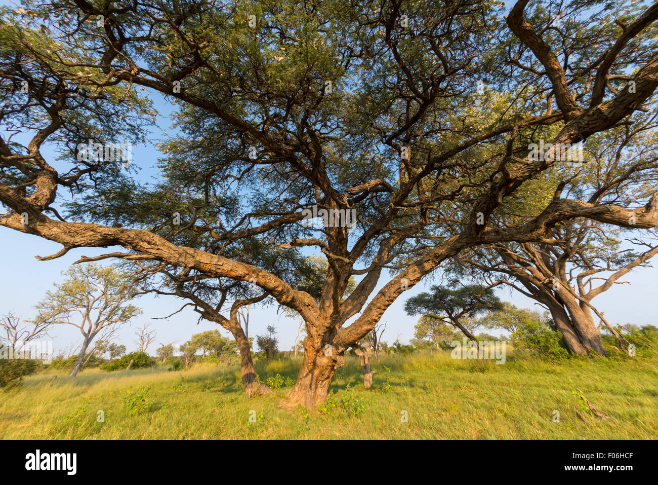 Mogotlho hi-res stock photography and images - Alamy