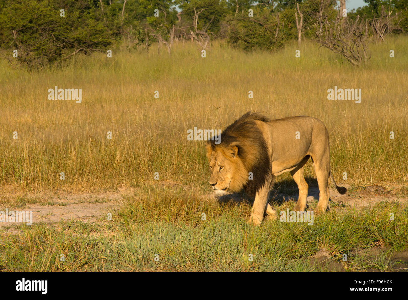 Man hunted by lion hi-res stock photography and images - Alamy